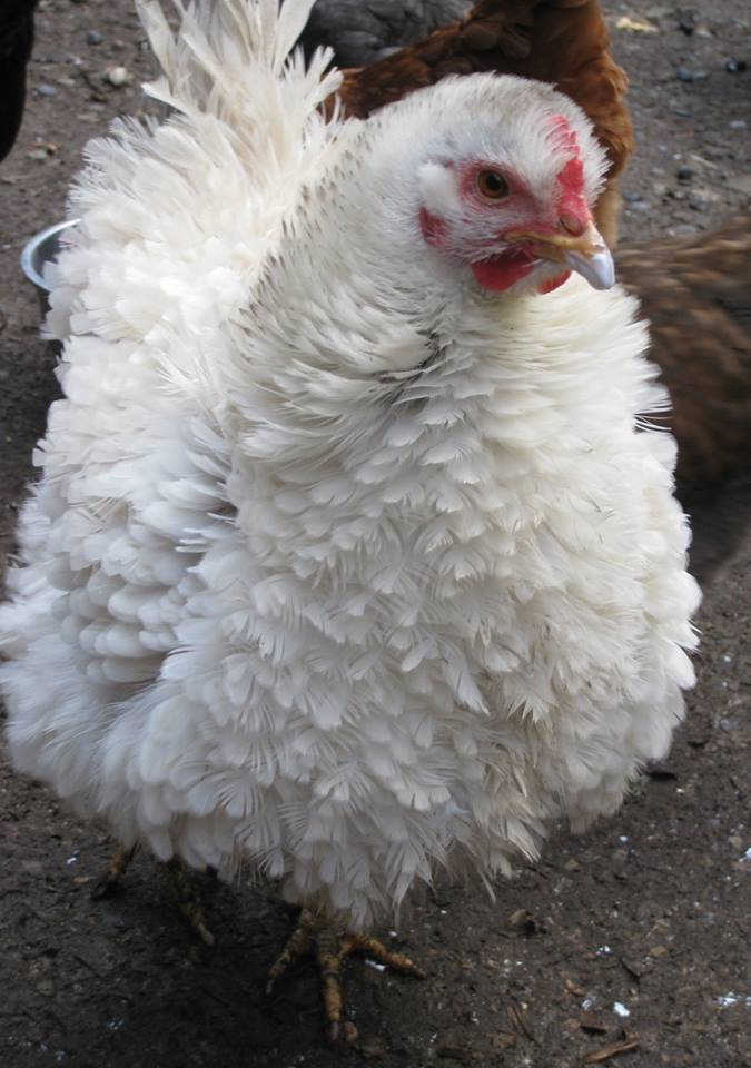 Frizzles – Bitchin' Chickens