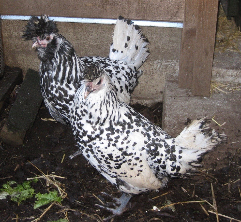 Muffs & Beards – Bitchin' Chickens