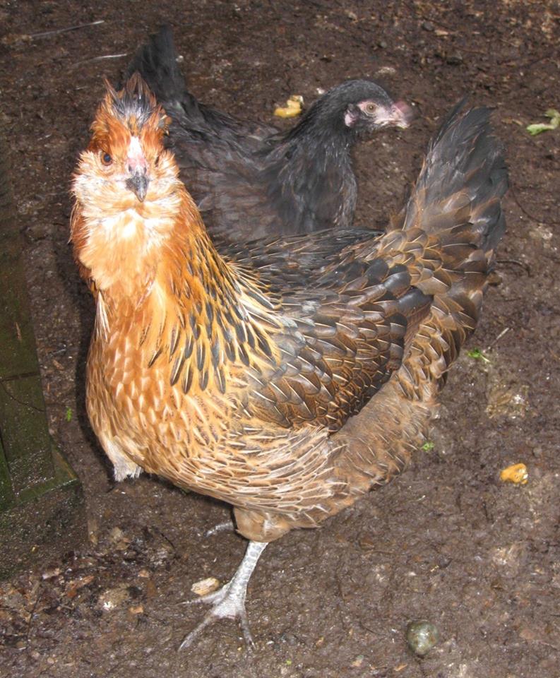 Muffs & Beards – Bitchin' Chickens