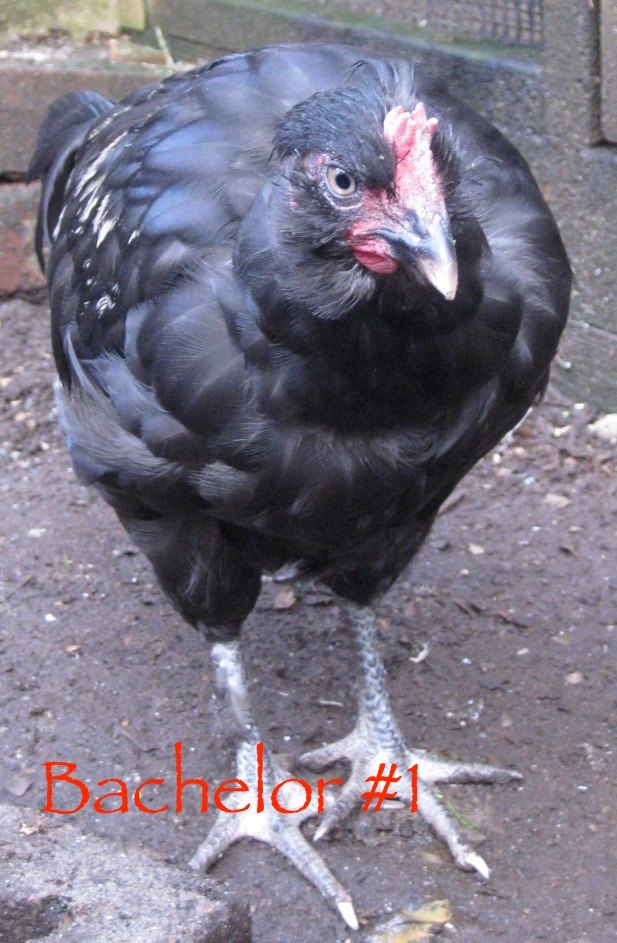 Tinder Ads For Chickens: Let’s All Play The Dating Game – Bitchin' Chickens