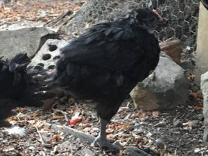 Slipped Tendon – Bitchin' Chickens
