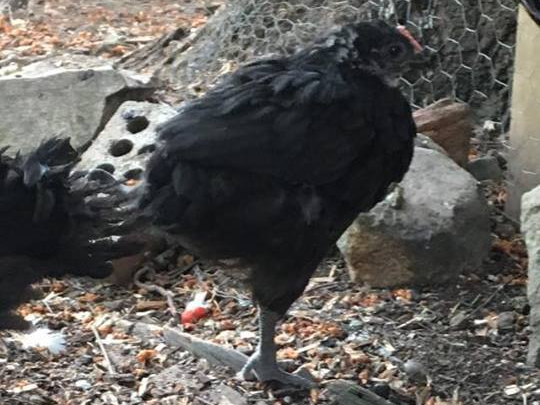 Slipped Tendon – Bitchin' Chickens