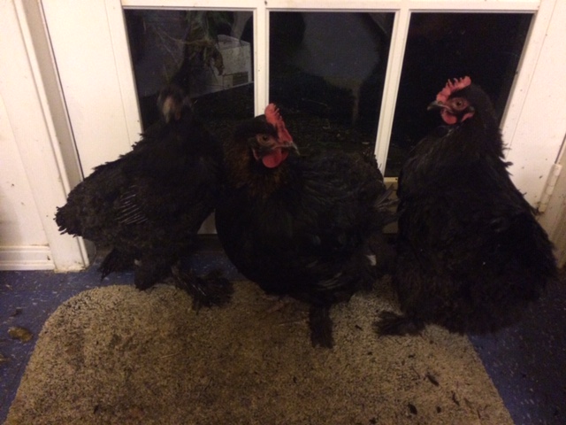 The Aftermath Of A Coop Fire – Bitchin' Chickens