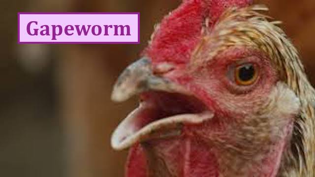 Gapeworm – Bitchin' Chickens