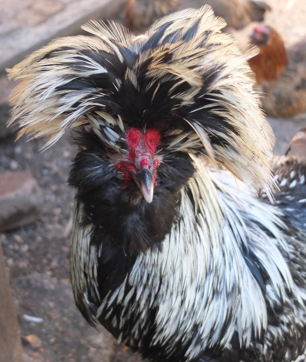 Why Have A Rooster? – Bitchin' Chickens