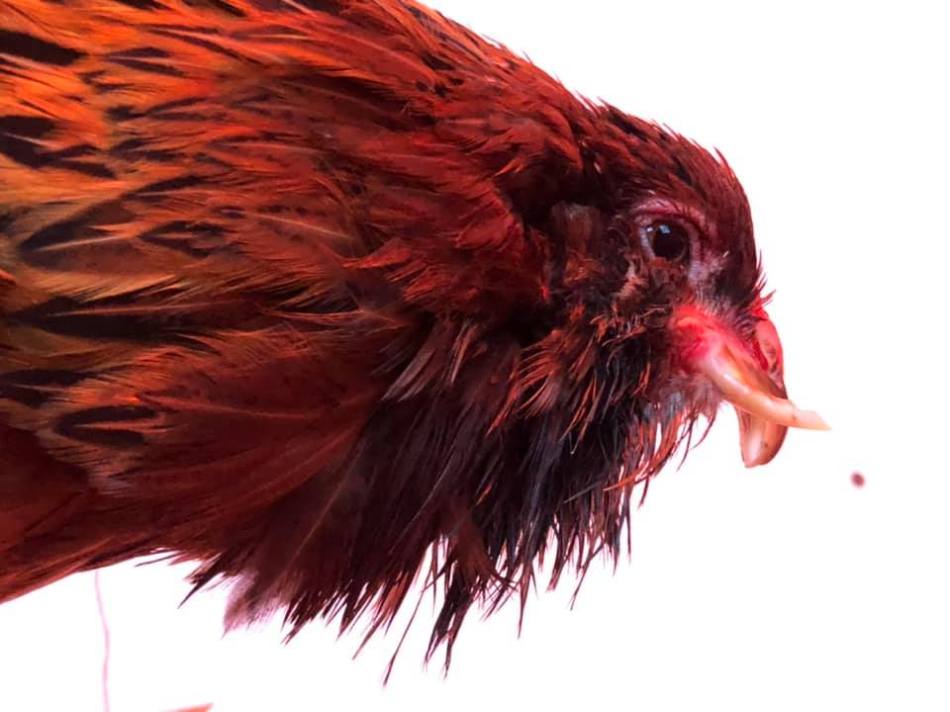 Crossbeak – Bitchin' Chickens