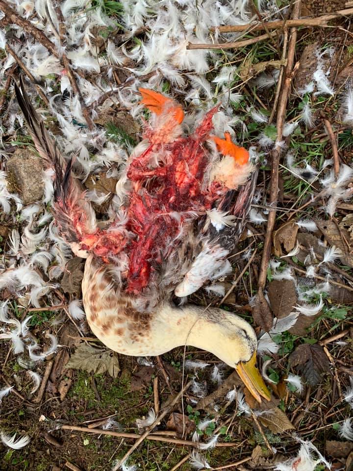 Duck Killed By Bald Eagle – Bitchin' Chickens