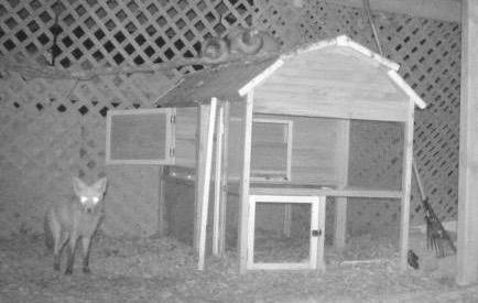 Predator Proofing 101 – Bitchin' Chickens
