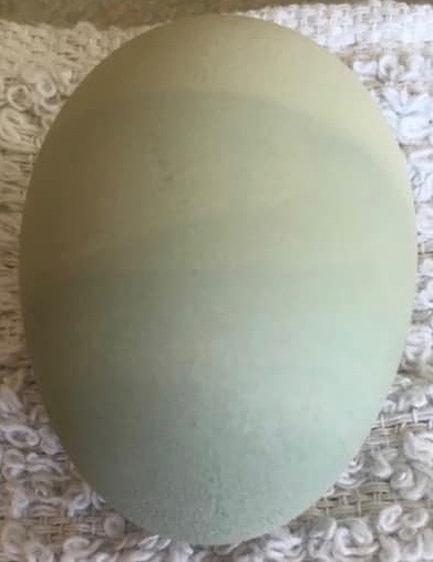 Weird Eggs 101: The Oddities Explained (Or What’s A Fart Egg ...