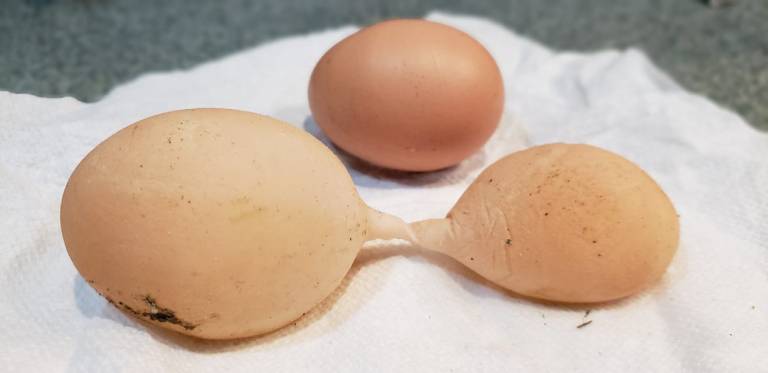 Weird Eggs 101: The Oddities Explained (Or What’s A Fart Egg ...