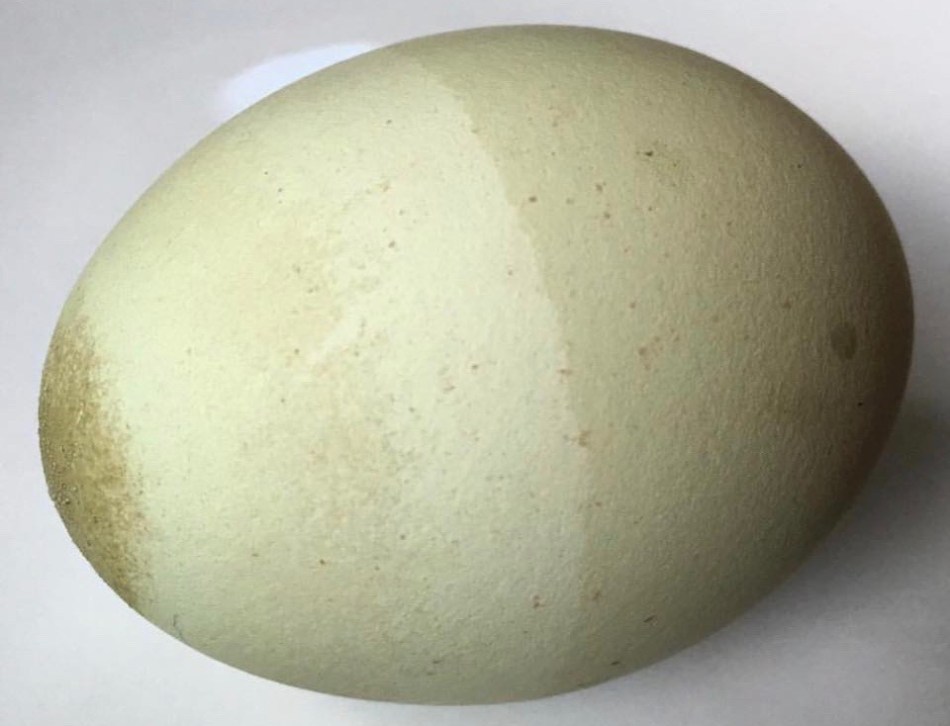 Weird Eggs 101: The Oddities Explained (Or What’s A Fart Egg ...