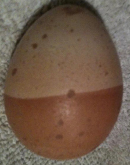 Weird Eggs 101: The Oddities Explained (Or What’s A Fart Egg ...