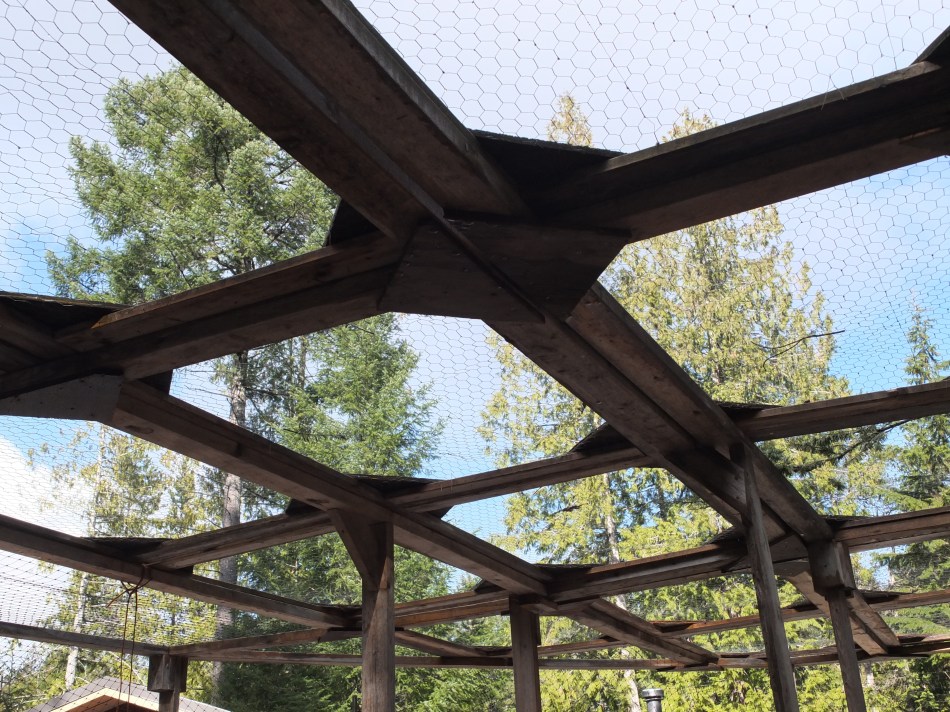 Carol’ Pen With Overhead Netting – Bitchin' Chickens