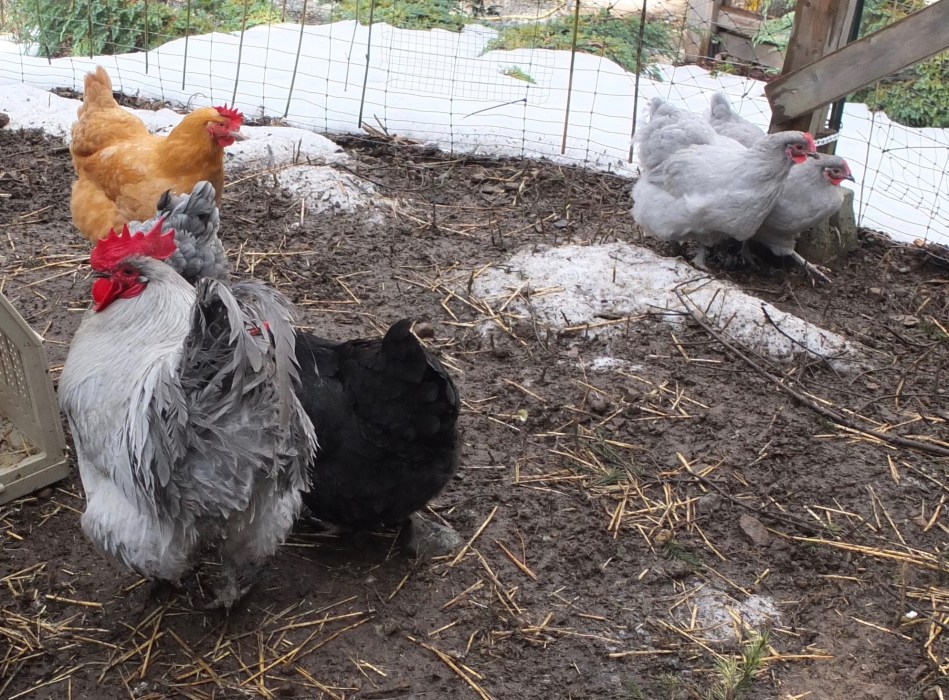 Infectious Coryza – Bitchin' Chickens
