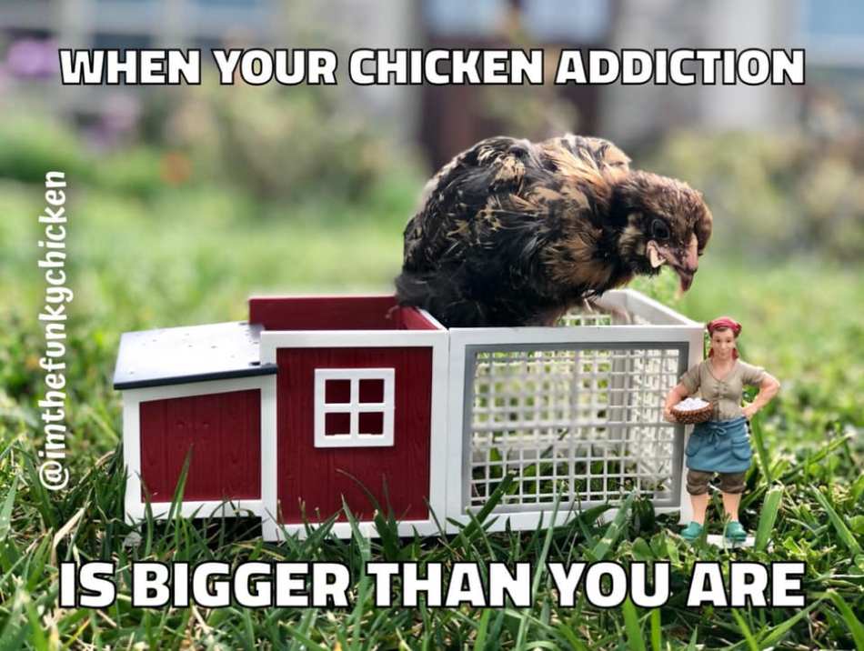 Fundamentals of Flock Management – Bitchin' Chickens