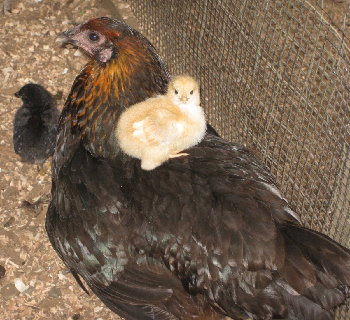 Got A Broody Hen? Now What? – Bitchin' Chickens