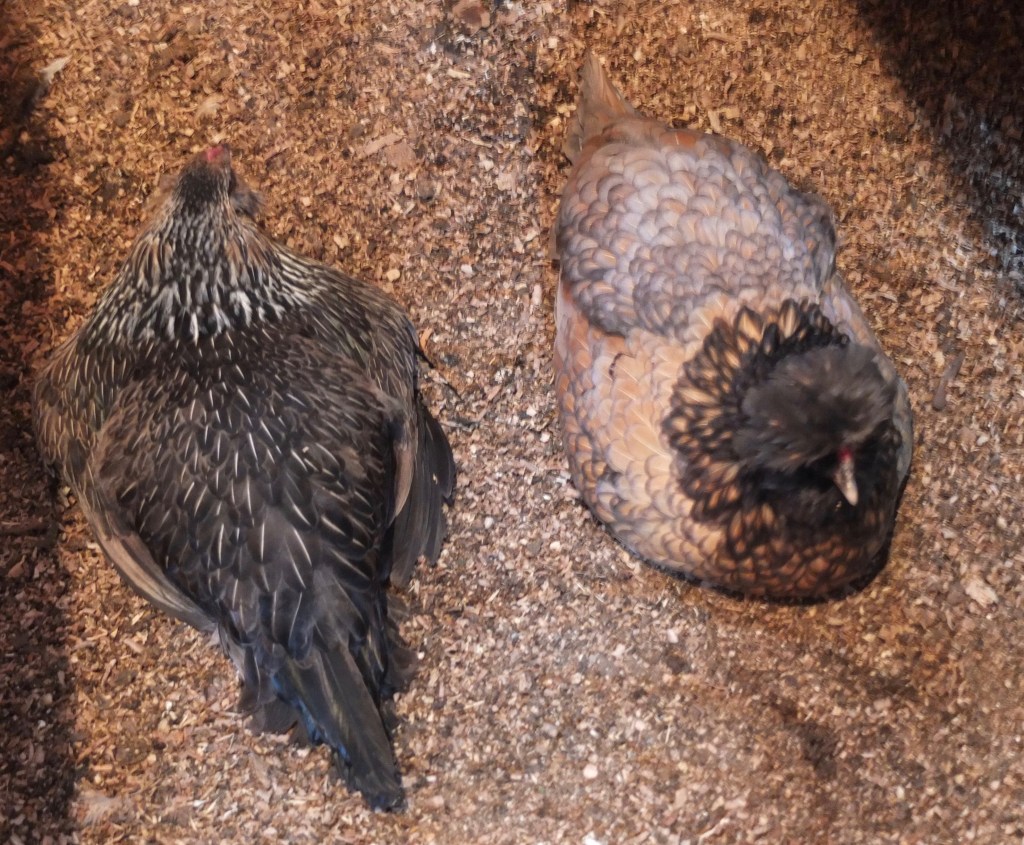 Got A Broody Hen? Now What? – Bitchin' Chickens