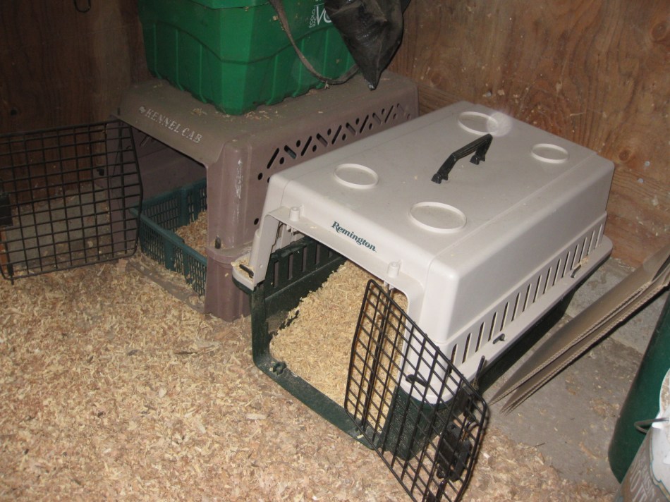 Got A Broody Hen? Now What? – Bitchin' Chickens