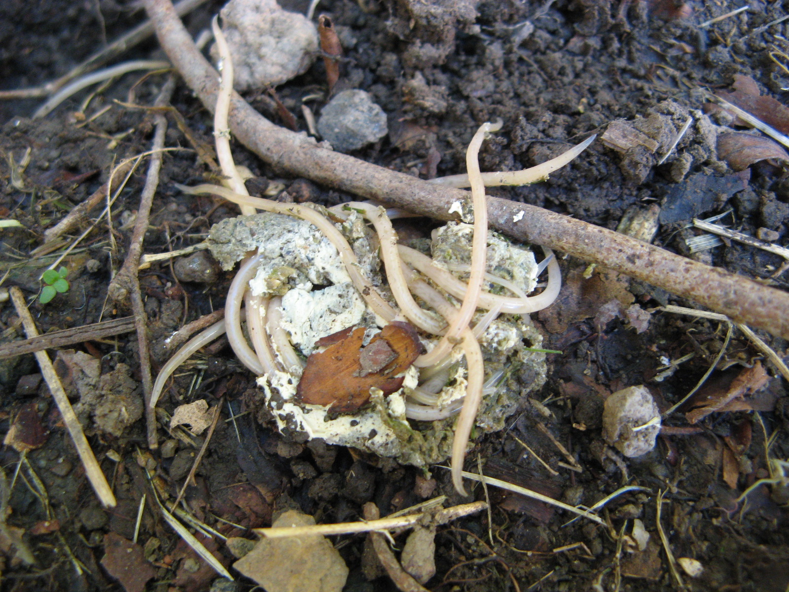 Ivermectin For Parasite Control – Bitchin' Chickens