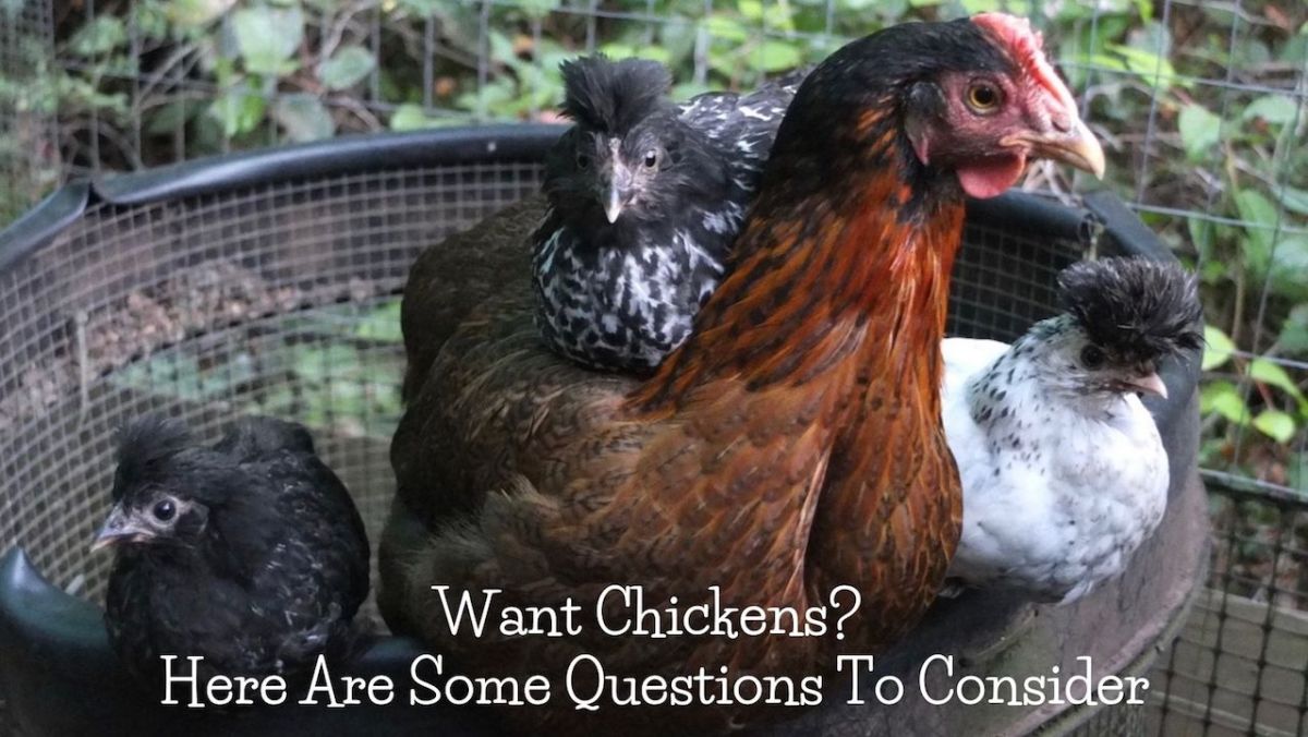 Want Chickens? Here Are Some Questions To Consider – Bitchin' Chickens