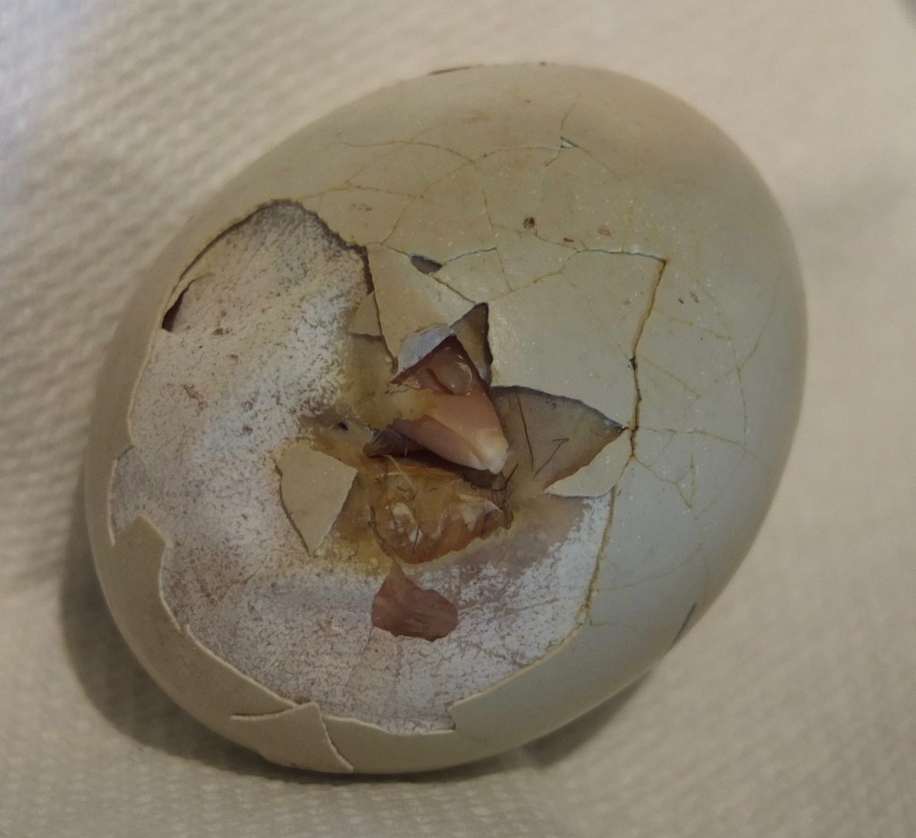 Assisted Hatch #3: Bitchin’ Chickens To The Rescue – Bitchin' Chickens