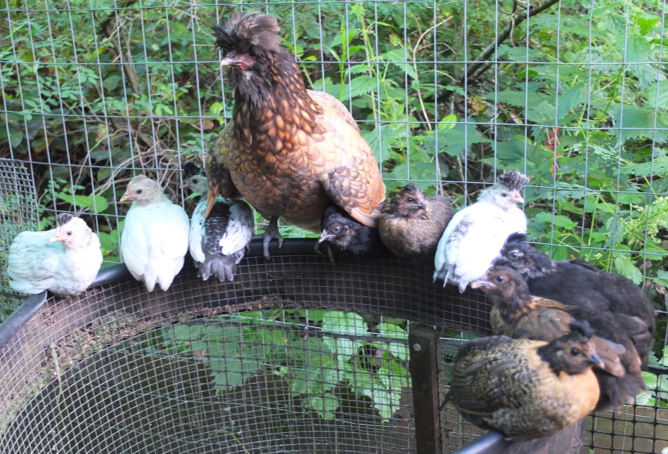 Pickin’ Chickens – Bitchin' Chickens