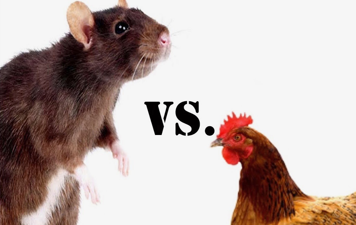 Ridding Yourself Of Rodents – Bitchin' Chickens