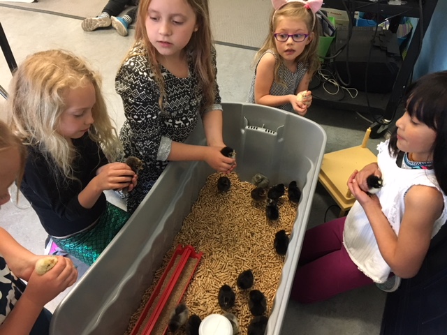 School Incubator Hatching – Bitchin' Chickens