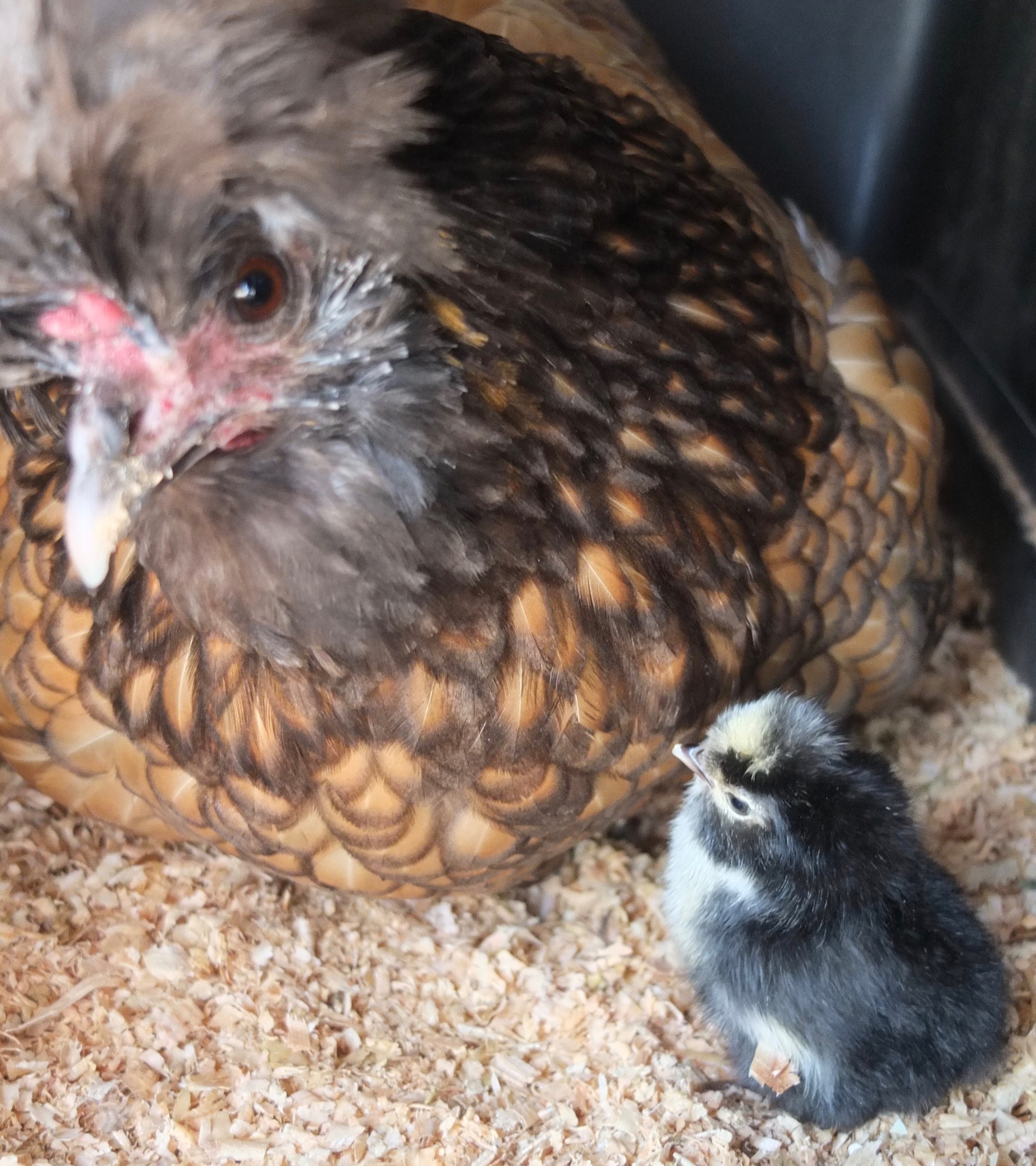 The Trials & Tribulations of Raising Chicks – Bitchin' Chickens