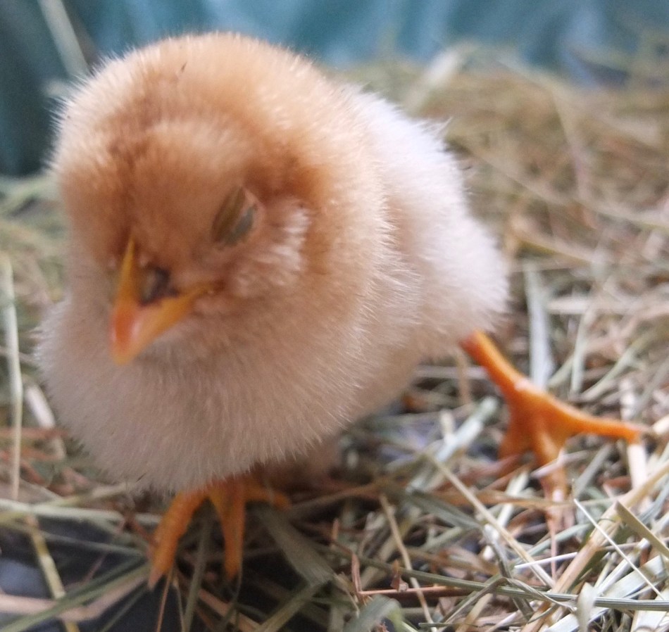 Curled Toes In Chicks – Bitchin' Chickens