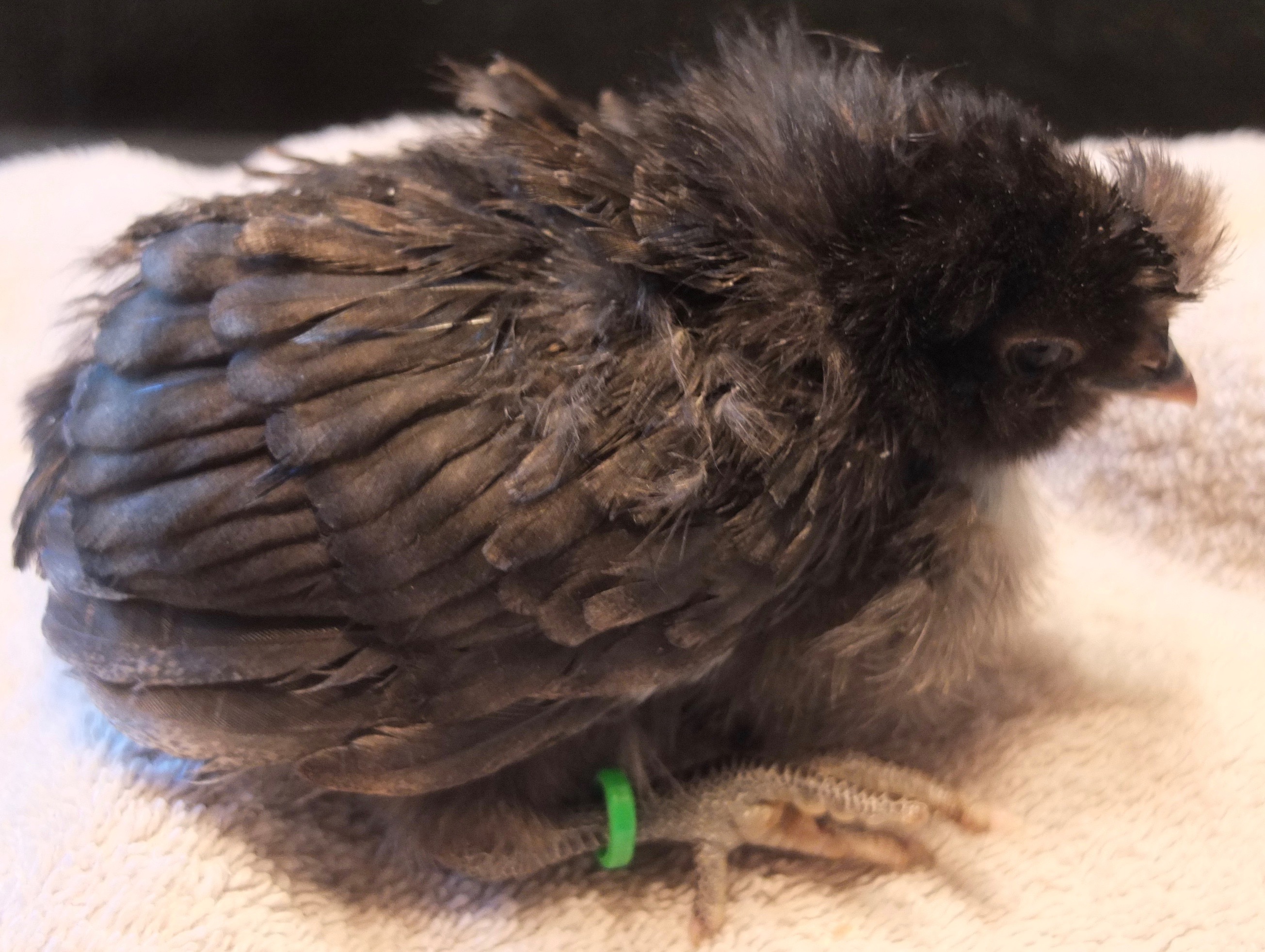 Slipped Tendon – Bitchin' Chickens