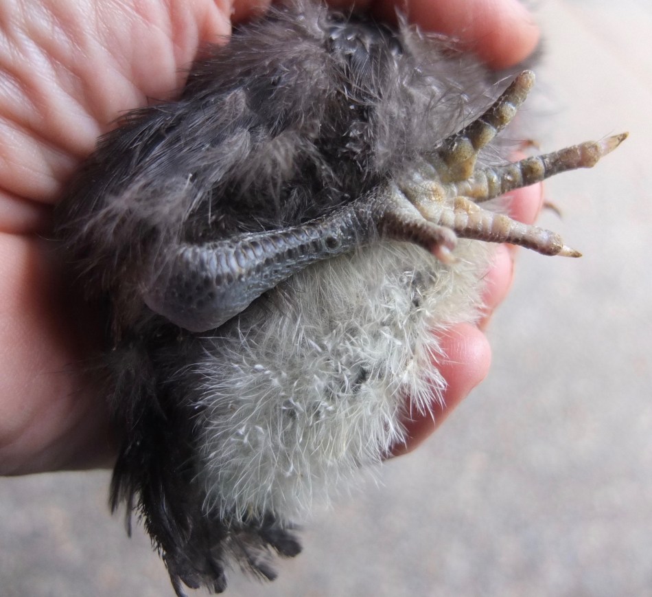 Slipped Tendon – Bitchin' Chickens