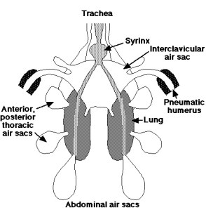 Chicken Respiratory System 101 – Bitchin' Chickens