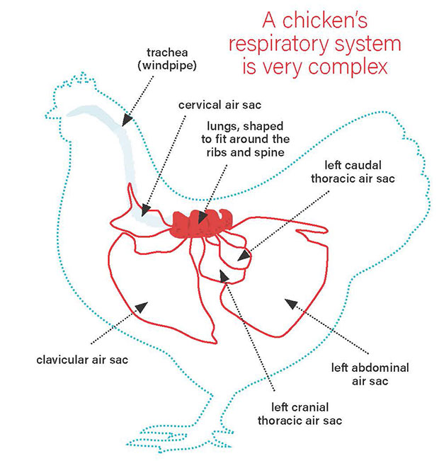 Chicken Respiratory System 101 – Bitchin' Chickens