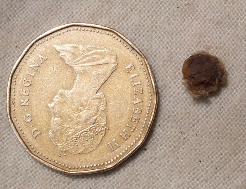 Bumblefoot – Bitchin' Chickens