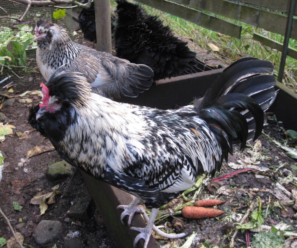 Why Have A Rooster? – Bitchin' Chickens