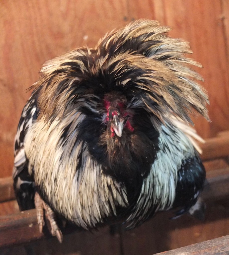 Why Have A Rooster? – Bitchin' Chickens