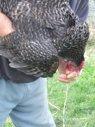 Dealing With Sour, Impacted & Pendulous Crop – Bitchin' Chickens