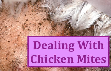 Red Mites – Bitchin' Chickens