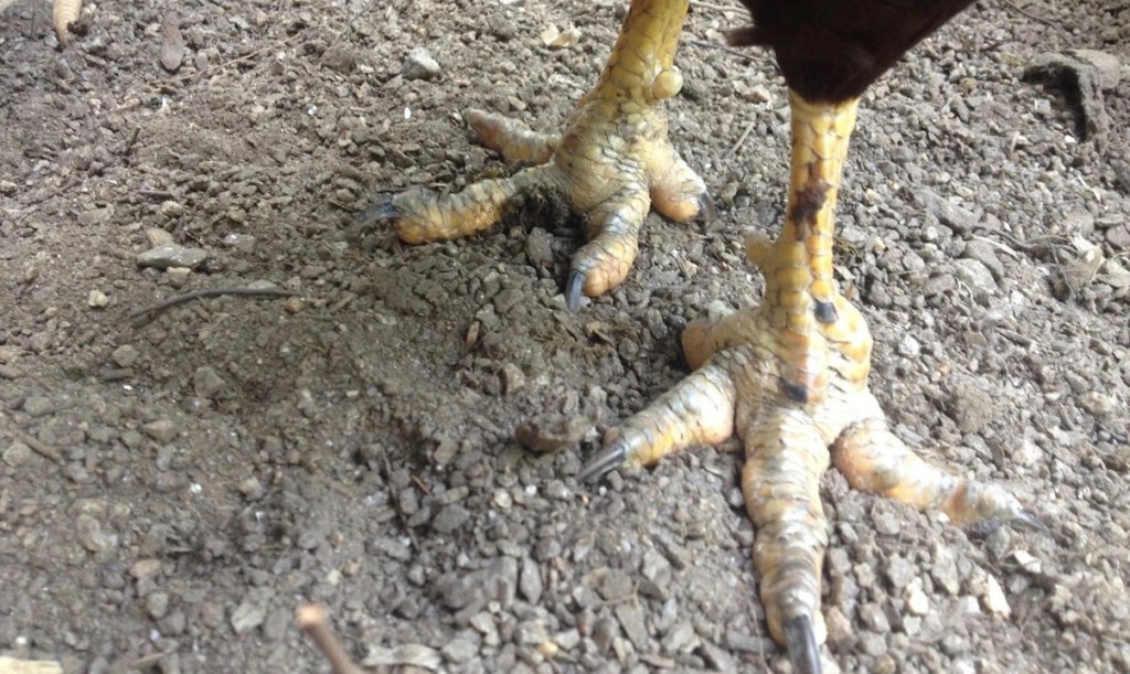 Avian Gout – Bitchin' Chickens