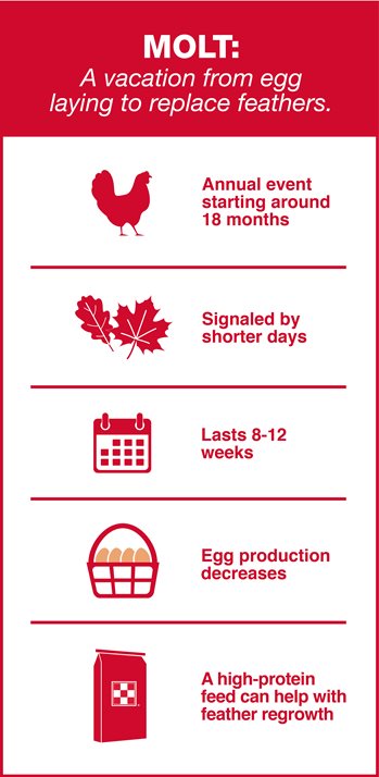 Molting Chickens – Bitchin' Chickens