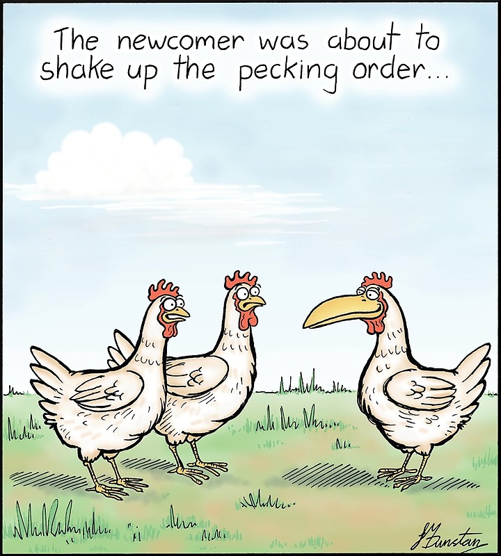 Understanding The Pecking Order – Bitchin' Chickens