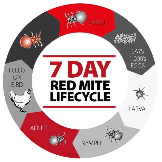 Northern Fowl & Red Mites – Bitchin' Chickens