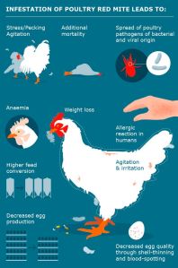 Northern Fowl & Red Mites – Bitchin' Chickens
