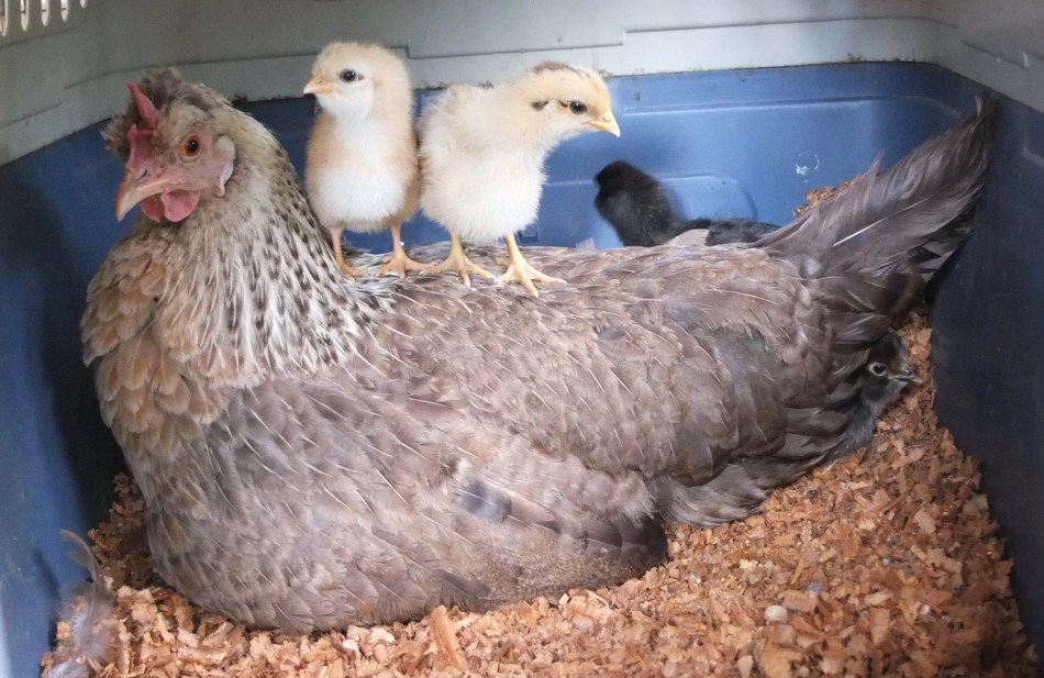 Pickin’ Chickens – Bitchin' Chickens