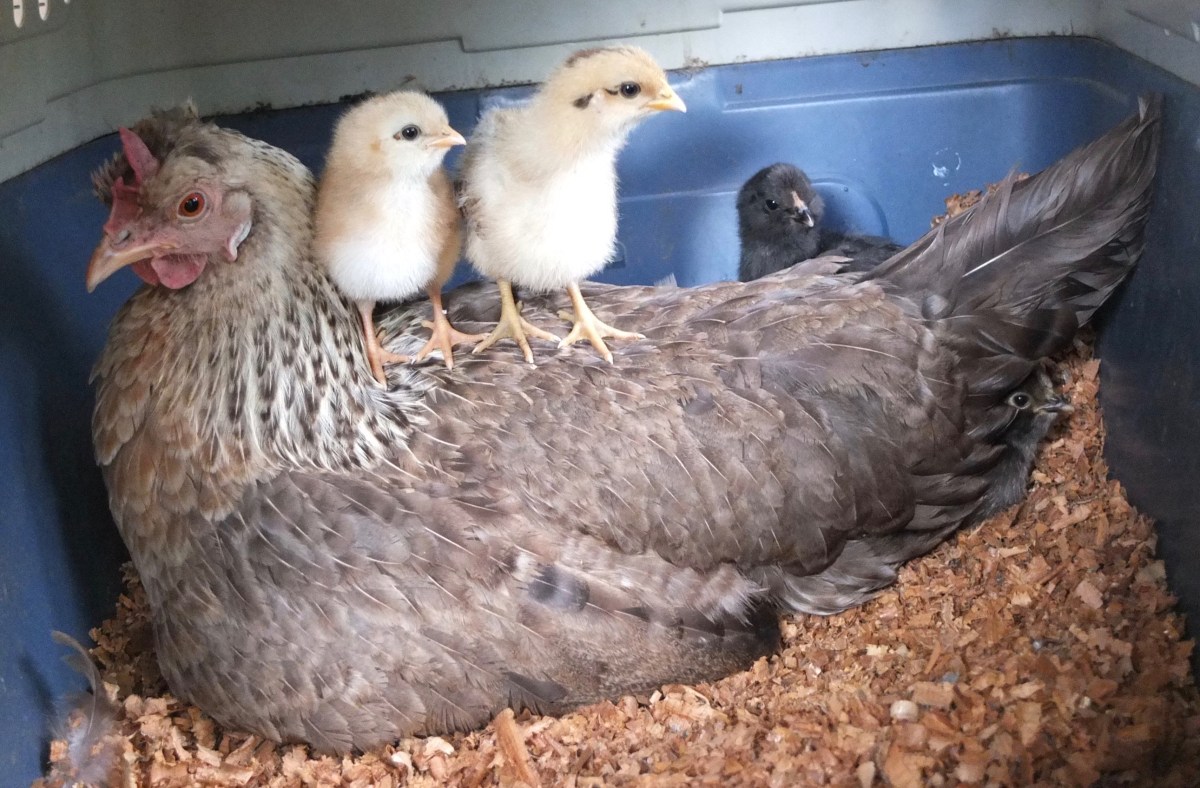 Do As I Say, Not As I Do – Bitchin' Chickens