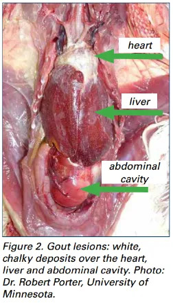 Avian Gout – Bitchin' Chickens