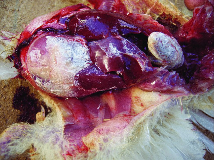 Avian Gout – Bitchin' Chickens