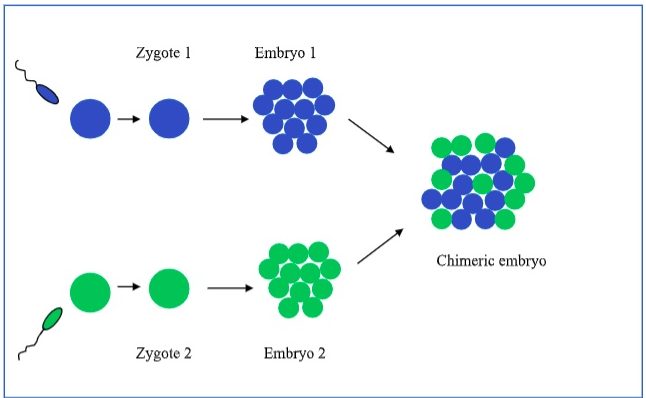 Sex, Gender & Chimerism – Bitchin' Chickens