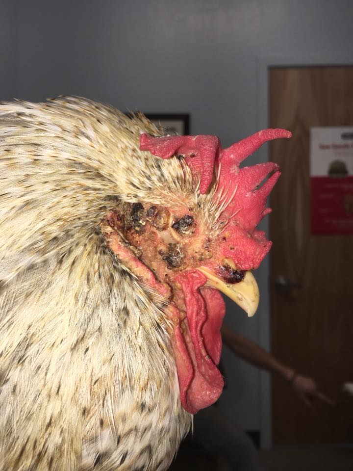 Fowl Pox – Bitchin' Chickens